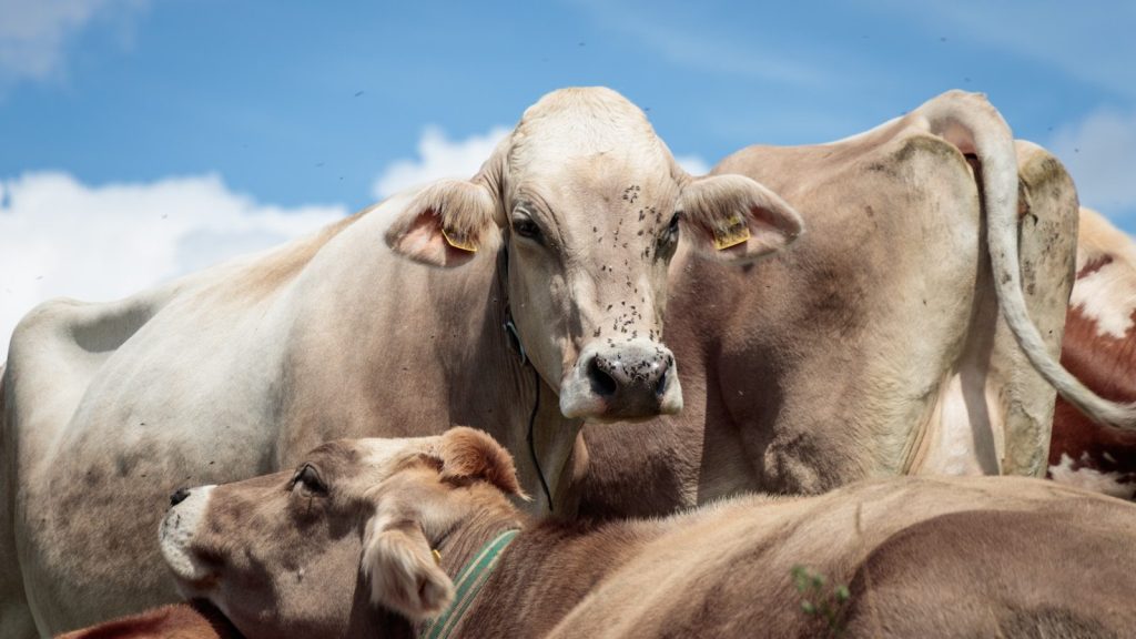 Texas pushes fly factory plan to stop flesh-eating livestock parasite