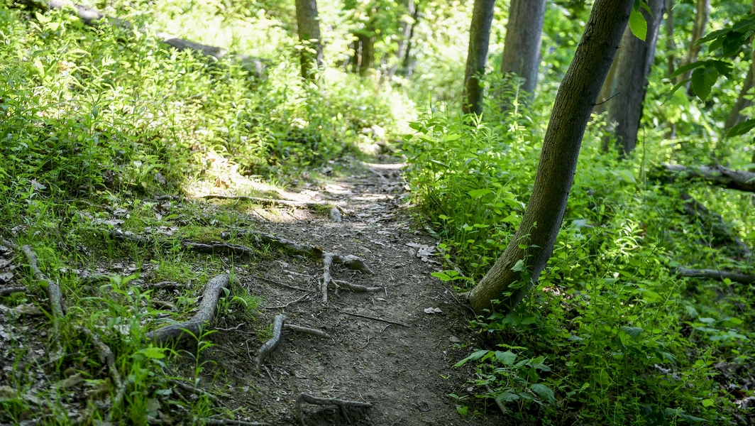 Exploring West Virginia's Patterson Loop Trail