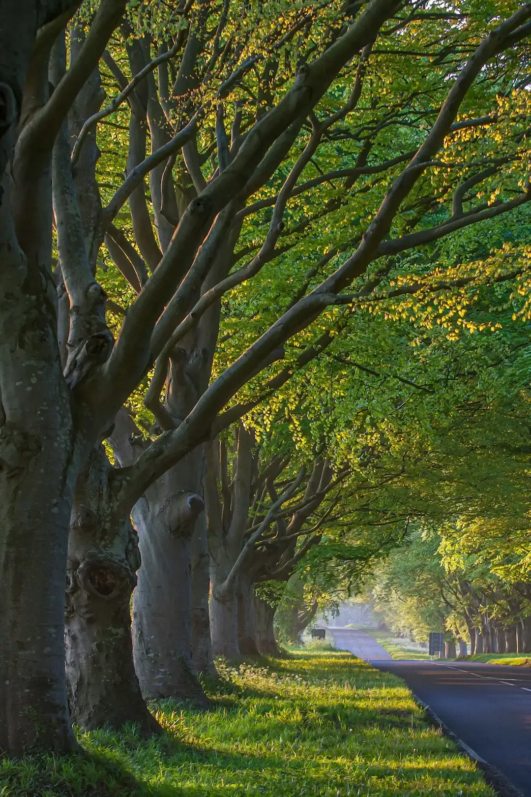 7 common trees you cannot legally remove - even when they are growing ...
