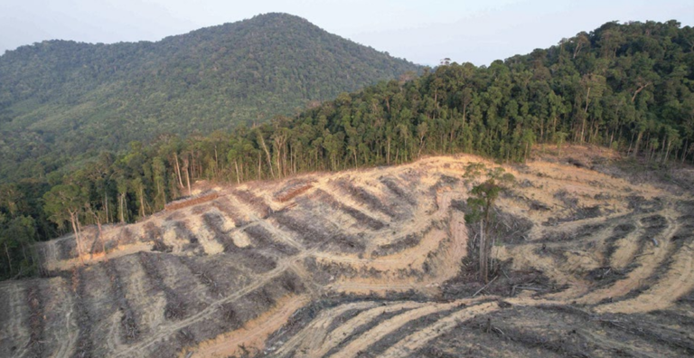 Pulp and paper giant APRIL adds major deforesters as suppliers after ...