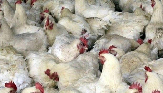 Philippines inks regionalization deal with Chile for poultry imports