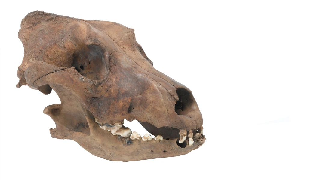 13 extinct and ancient dog breeds