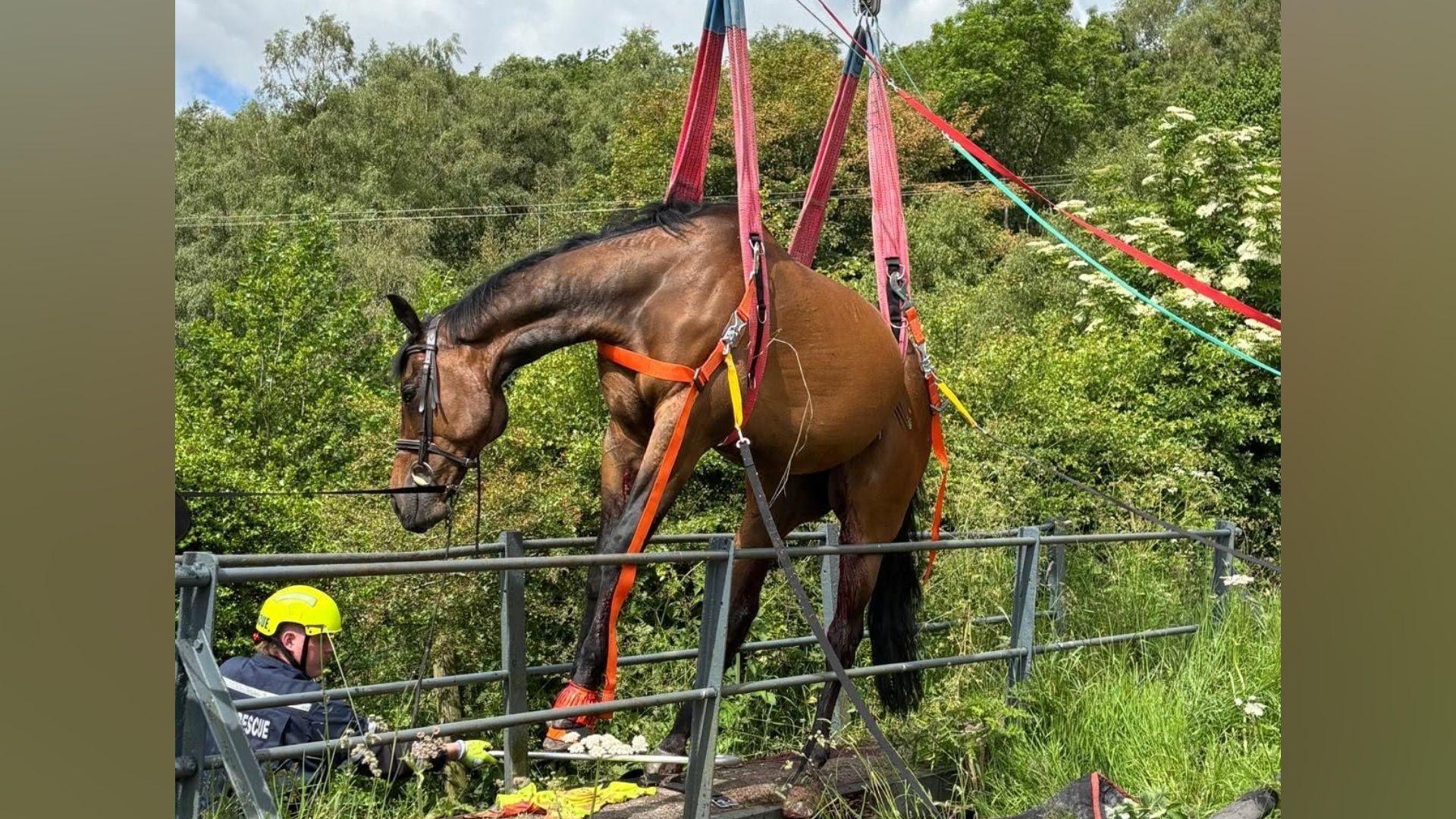 Horse stuck in bridge railings lifted to safety