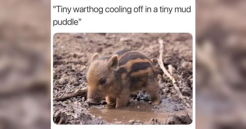 The best heartwarmingly wholesome memes and posts of the week