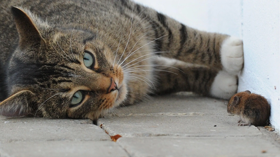 Why cats carry and gift large toys