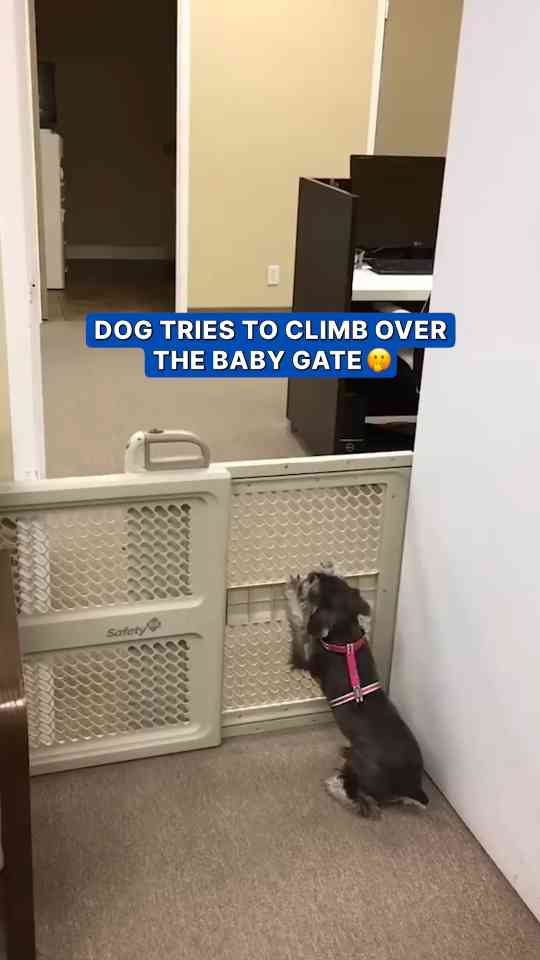 Dog helps puppy overcome baby gate obstacle