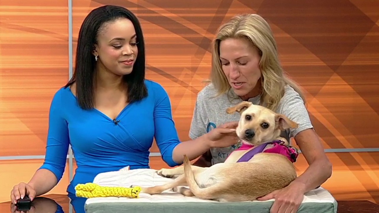 Pet of the day: Guppy