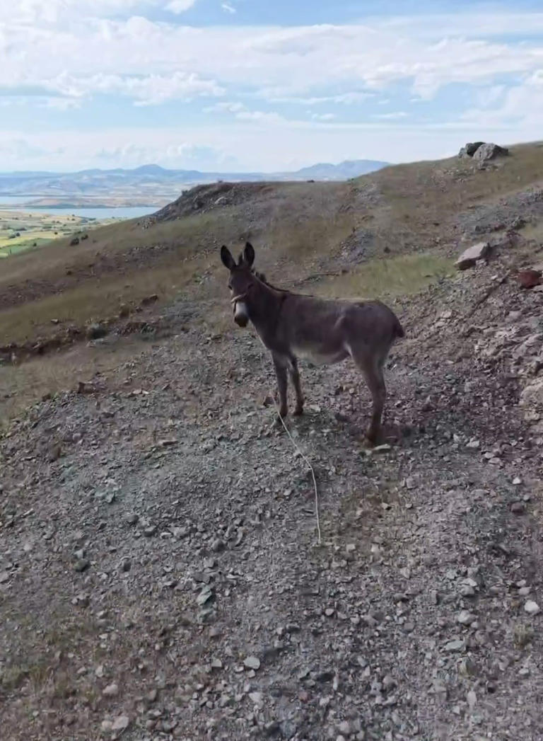 Elazığ’da sürüden ayrılan eşeği dronun sesi geri getirdi