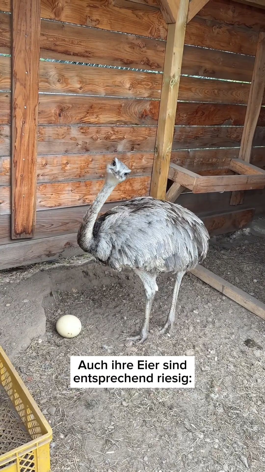 Nandus in Muggensturm: 600-Gramm-Eier und Füße wie ein T-Rex