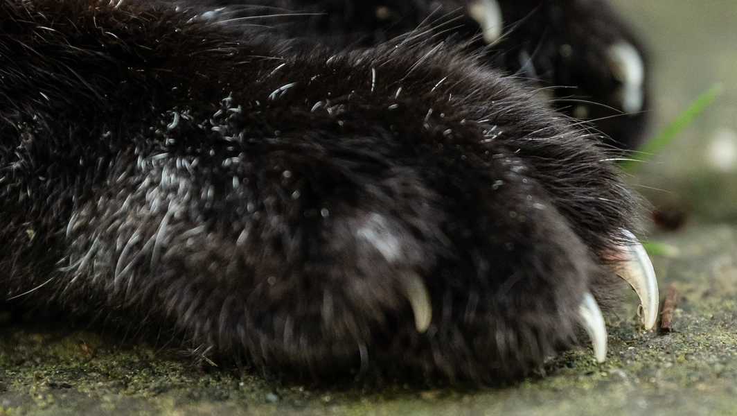 5 fierce and adorable murder mittens moments
