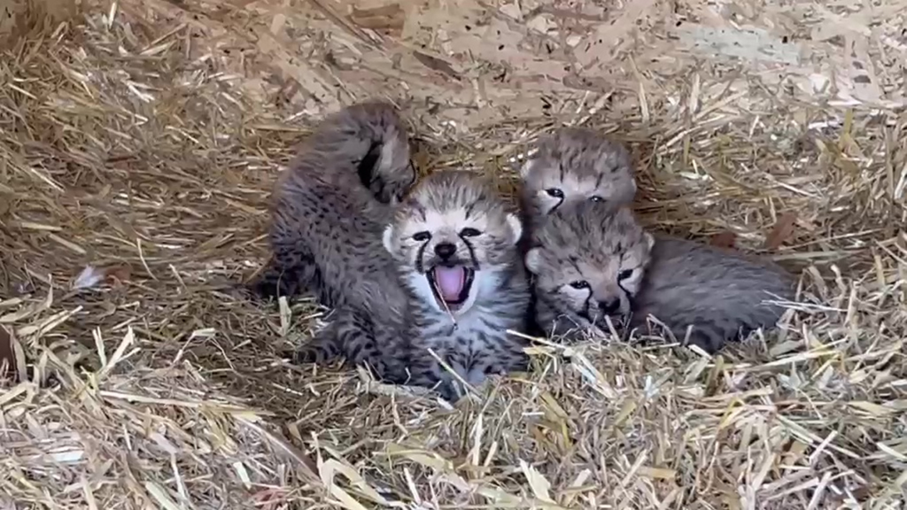 Seven endangered cheetah cubs born at zoo a huge conservation win