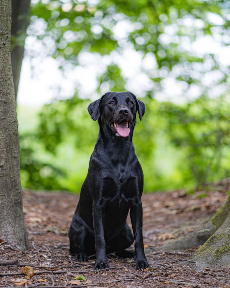 Stop treating growling like bad behavior – these 11 breeds prove why ...