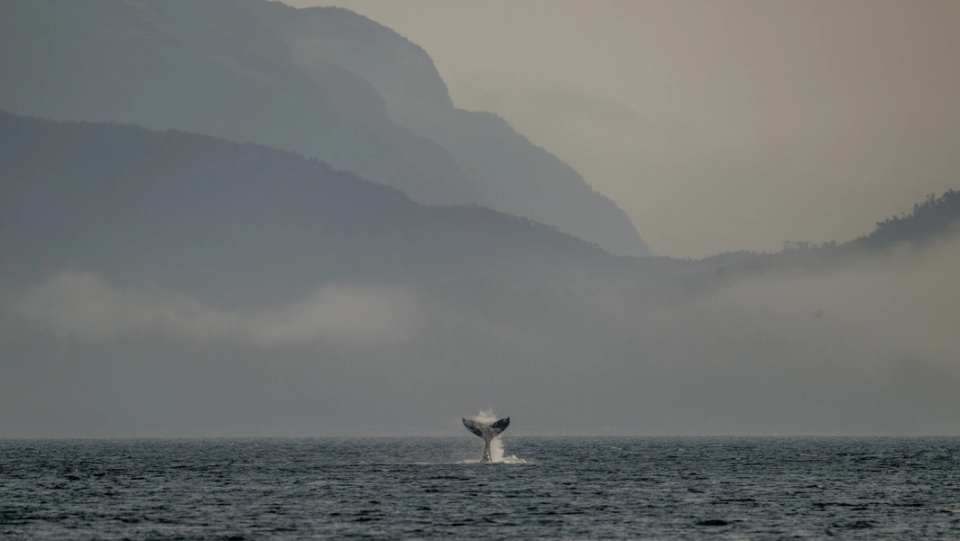 17 of the loudest animals on Earth