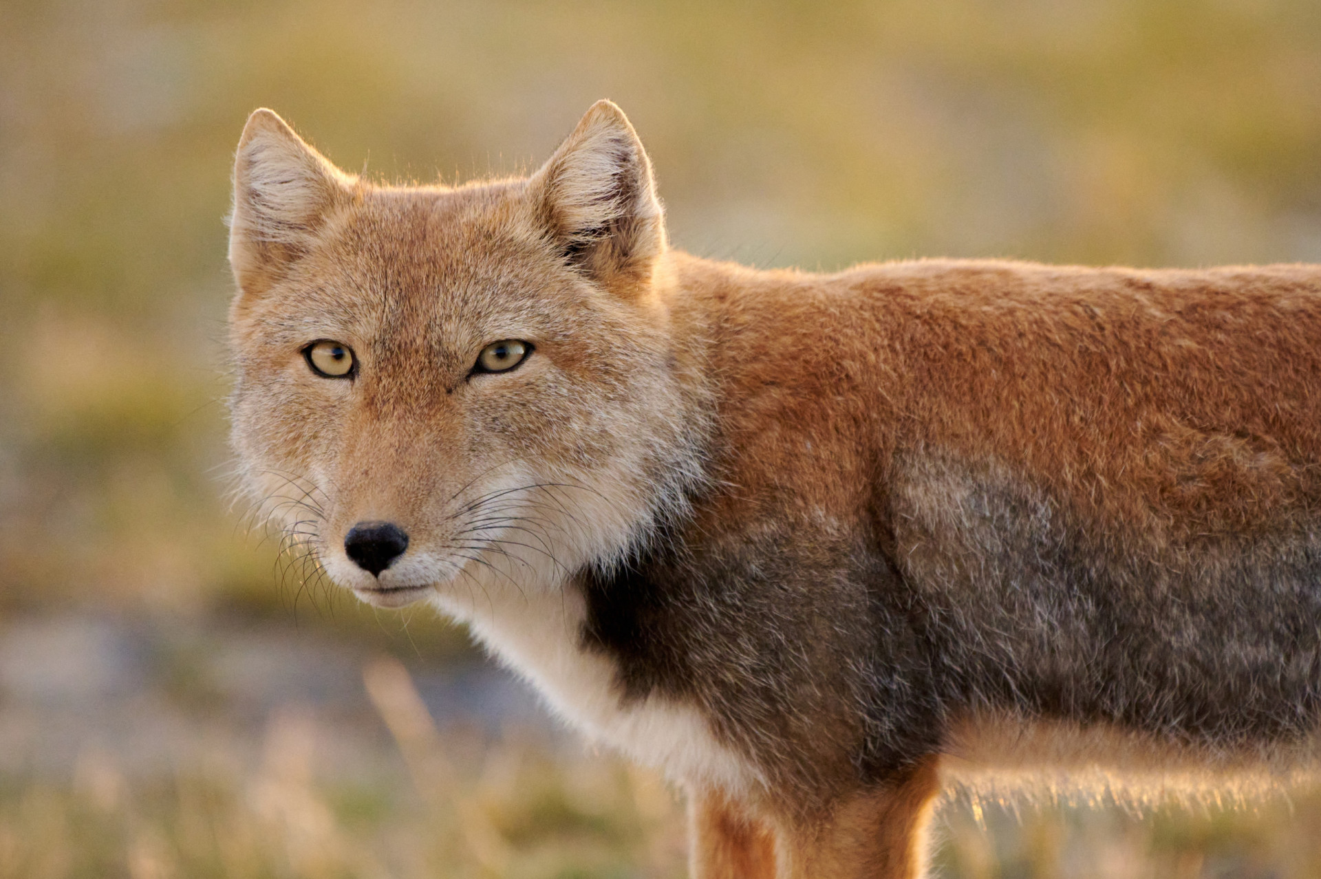 Animals that look fake, but are very real