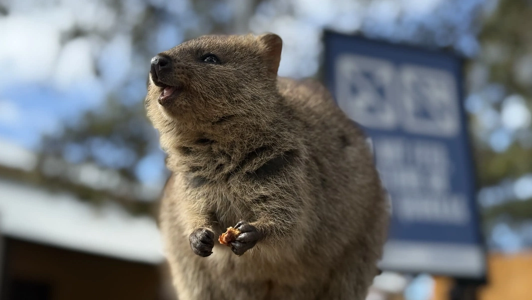 Why cute animal stories melt our hearts