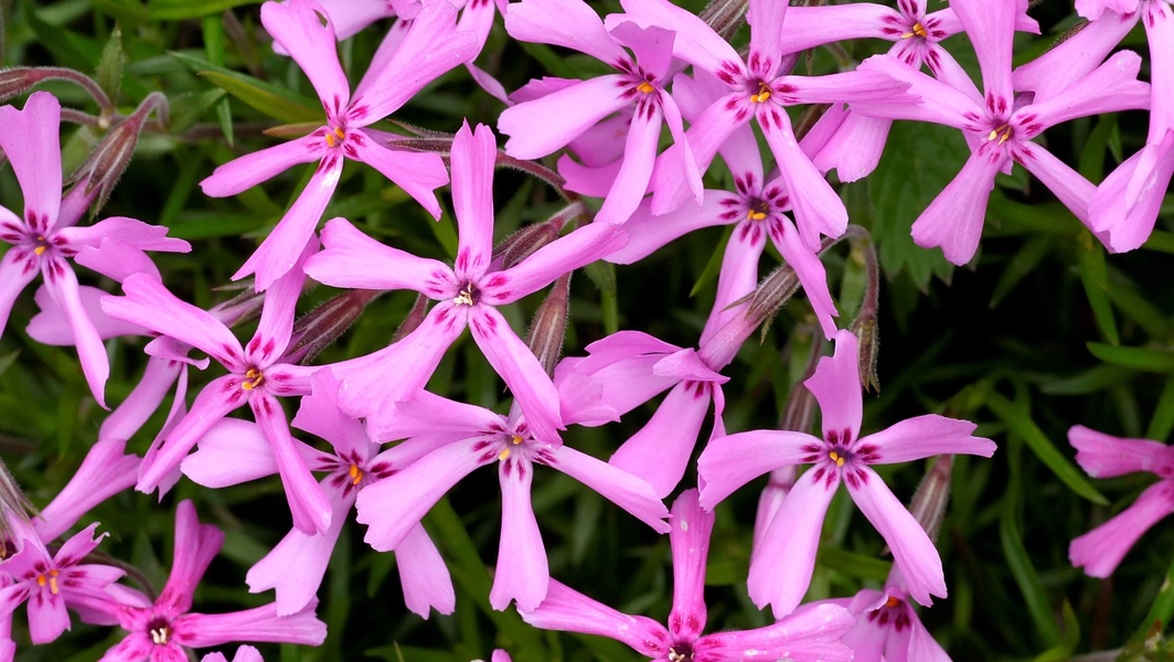 13 drought-tolerant ground covers for sunny landscapes