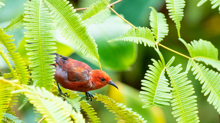 Hawaii's underrated hiking gem is perfect for adventurers seeking lava ...