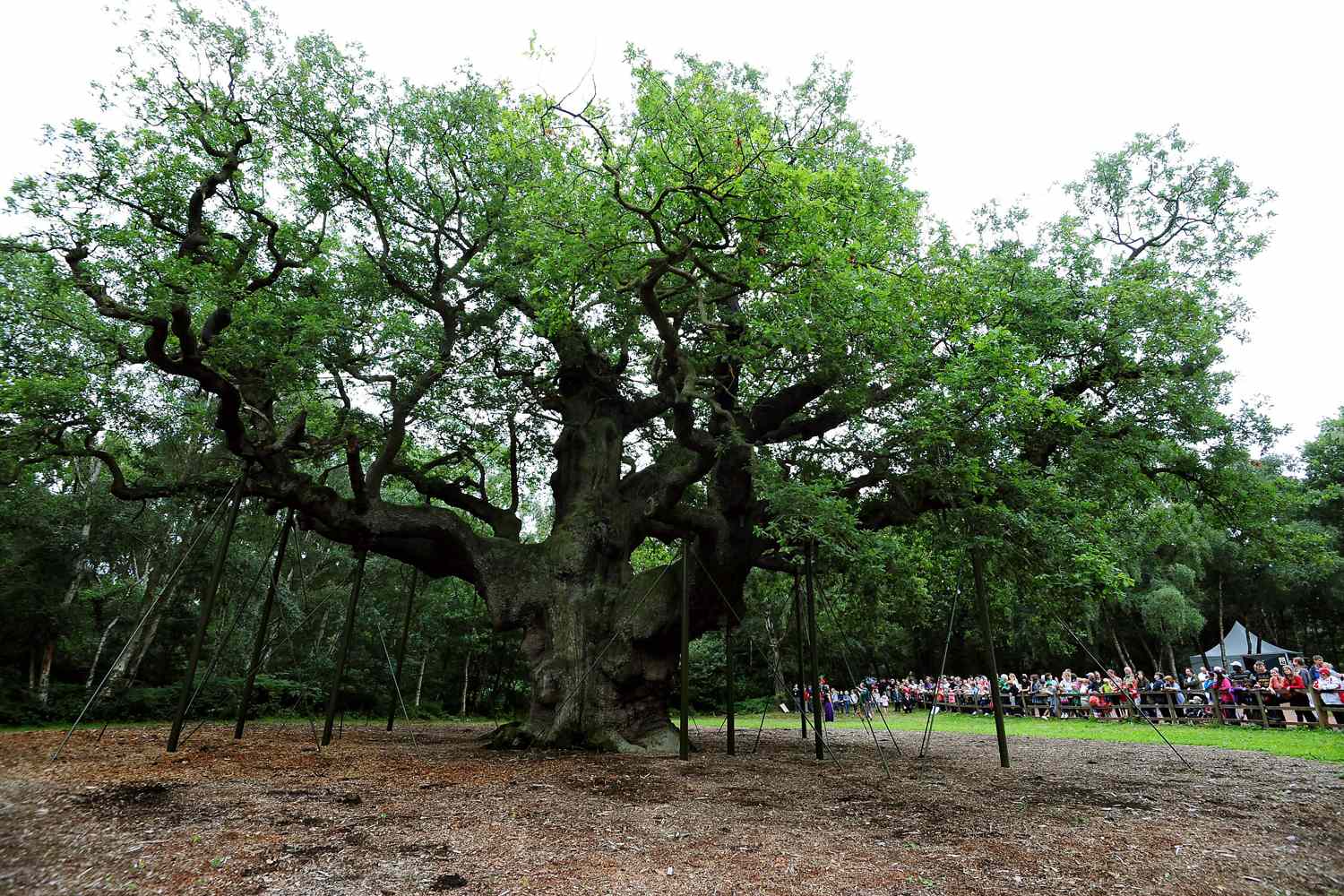 Robin Hood's oak tree hideout dies after 1,200 years in Sherwood Forest