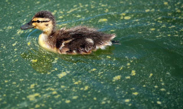 Ducks likely OK as Trump admin dumps hydrogen peroxide into green ...