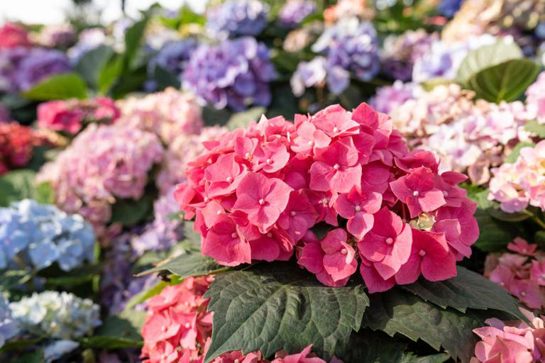 Hydrangeas will grow bigger and better if you add 3 companion plants to ...