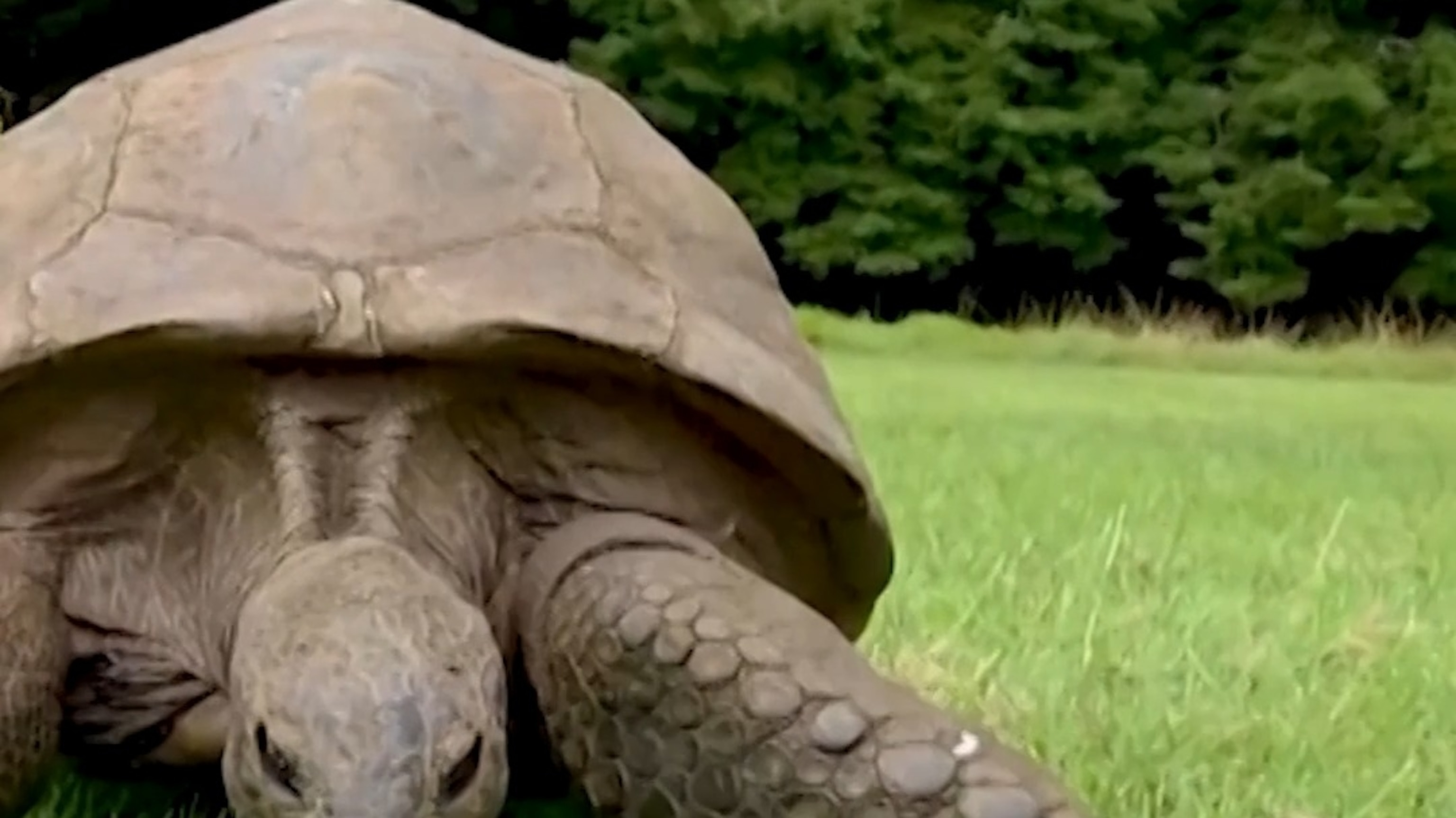 World's oldest tortoise among Guinness World Records icons