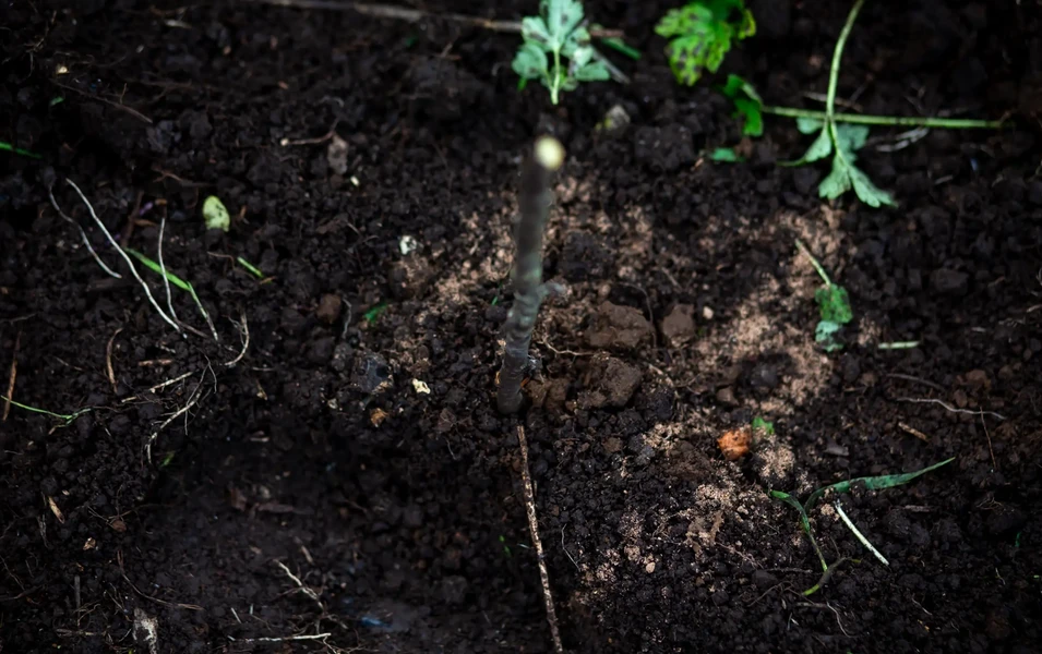Sustainable gardening tips for thriving green spaces
