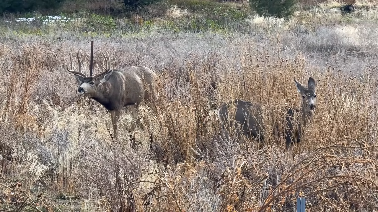 A giant mule deer appeared at 11,000 feet... then the hunt became a ...