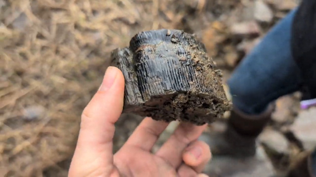They thought it was just coal waste - then an ancient rainforest ...