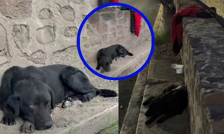 ¡Como Hachiko! Perrito se hace viral tras esperar por días a su dueño ...