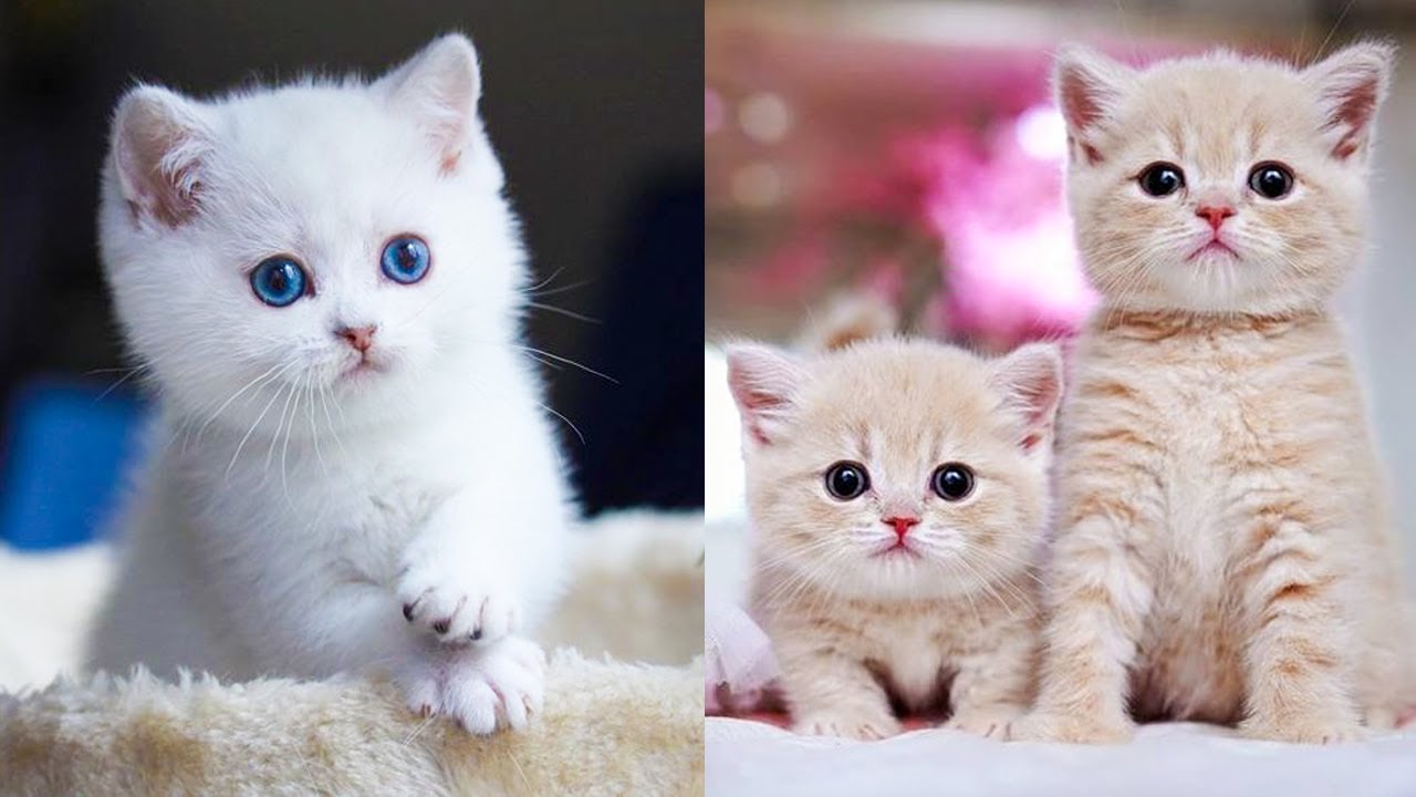 Blue-eyed kittens soft studio magic
