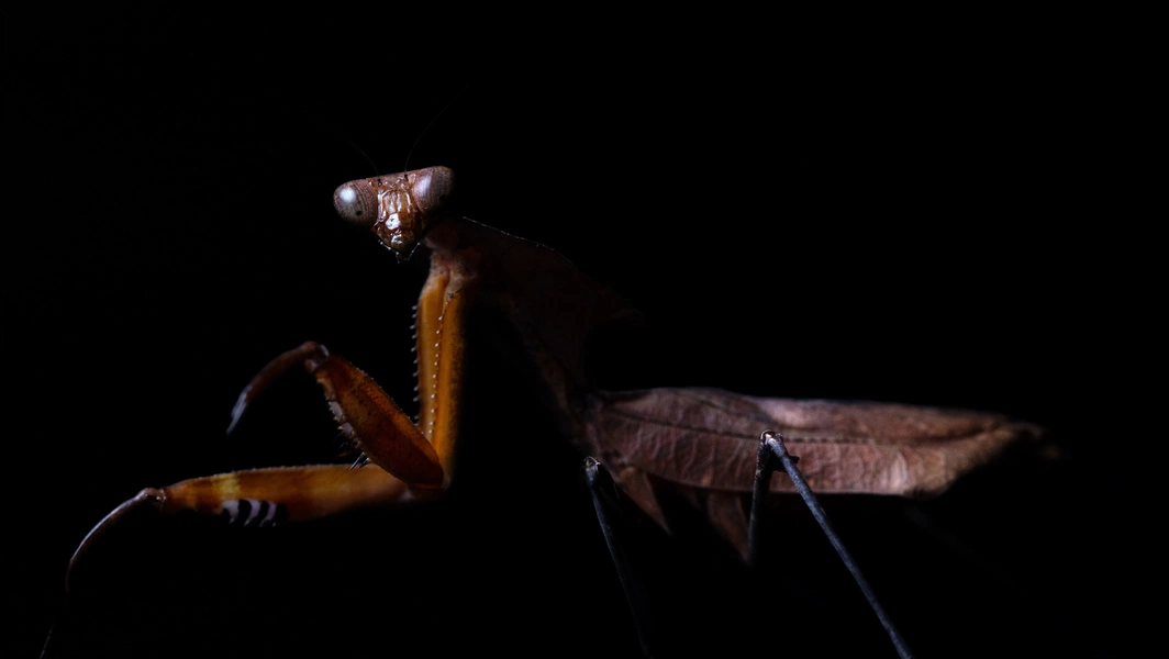 8 animals that mimic leaves for survival