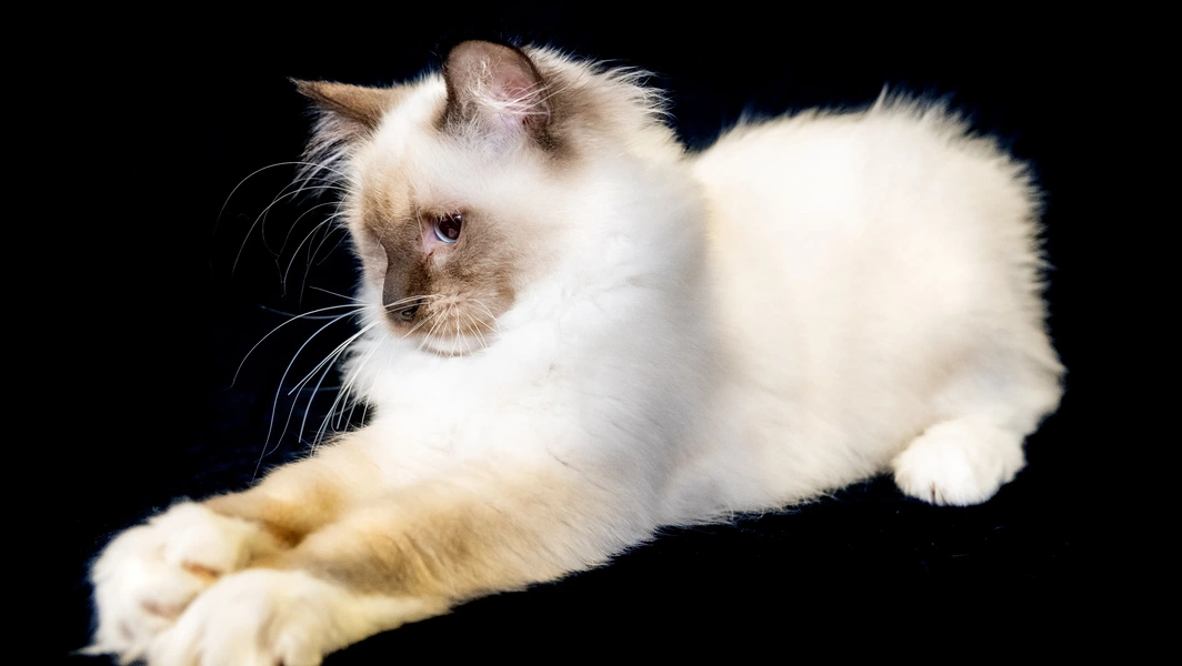 10 cat breeds known for calm and relaxed natures