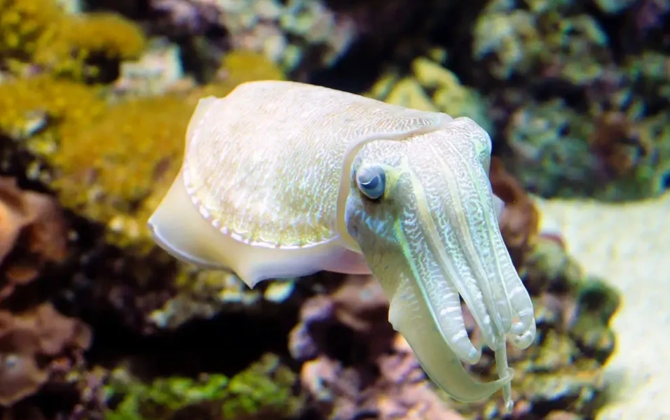 Record low cuttlefish numbers spark concern in Whyalla