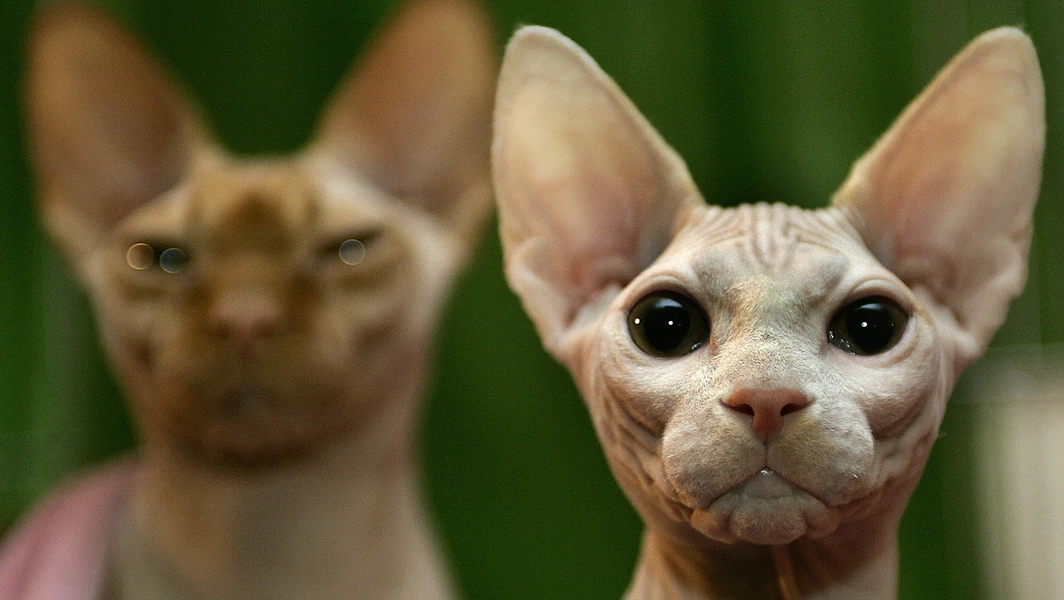 7 cat breeds with the shortest and longest lifespans