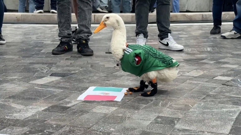 Quack quack! Merlin the duck is Mexico's World Cup superfan