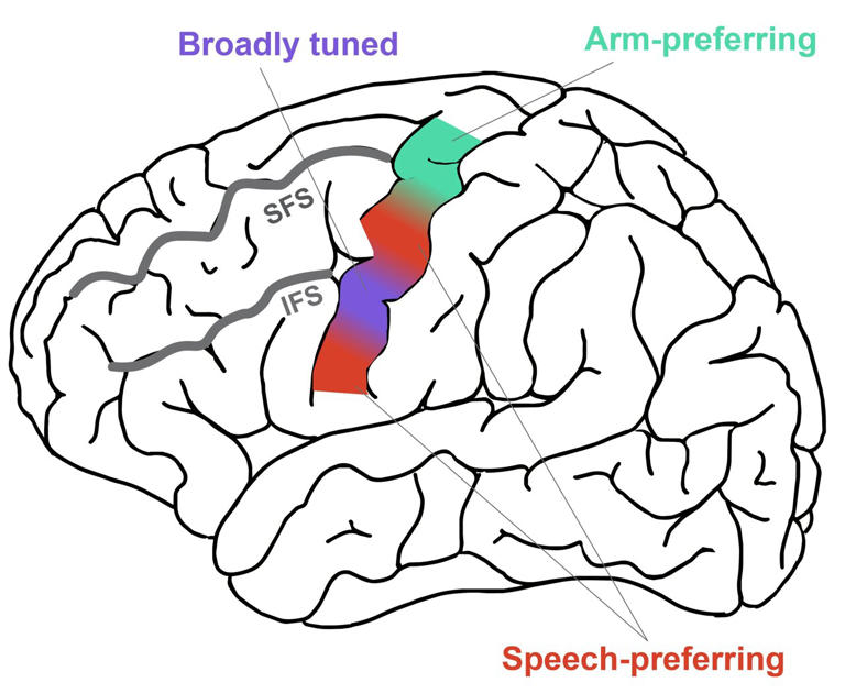 Update to 89-year-old motor homunculus model shows brain's motor cortex ...