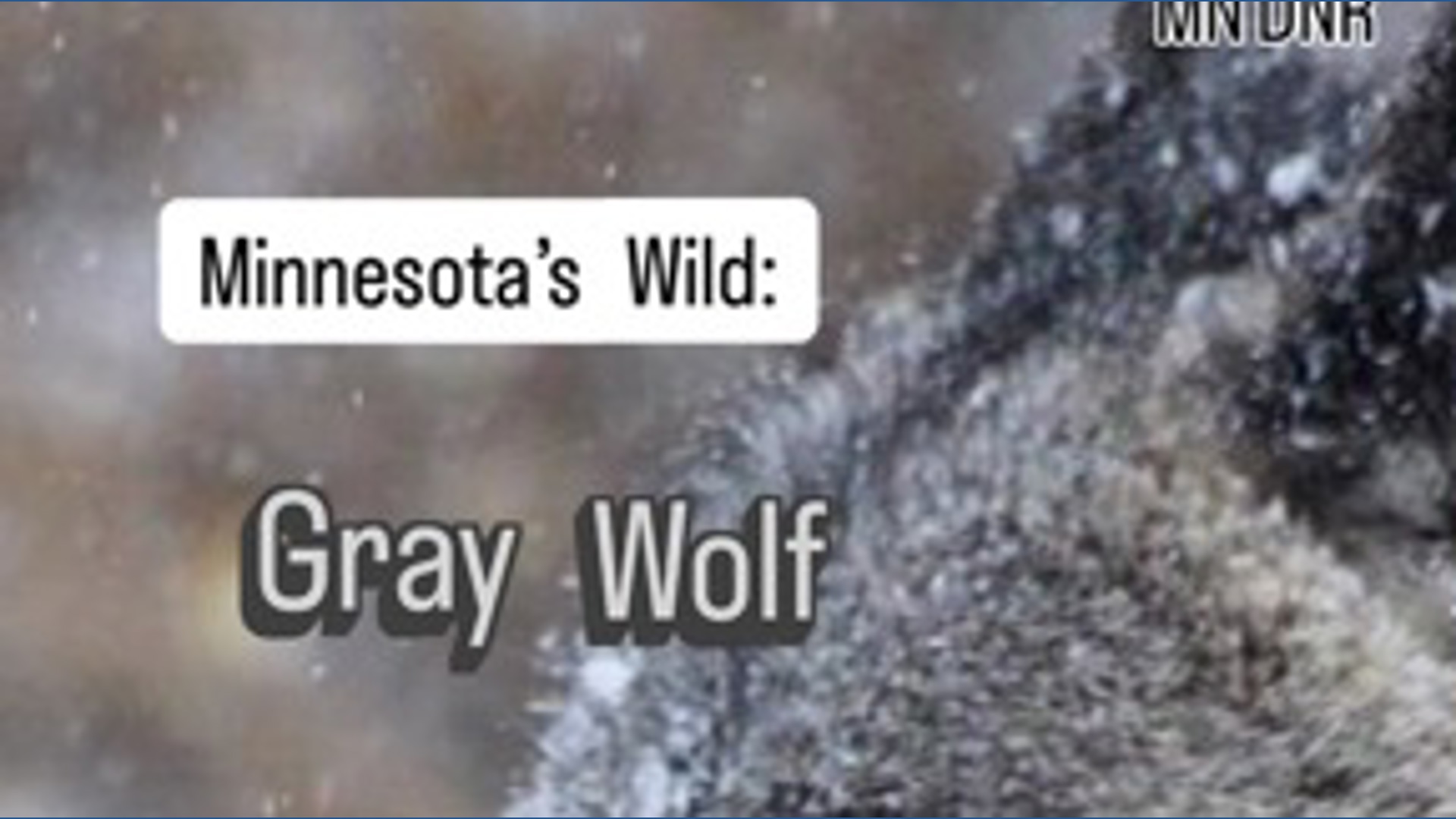 Minnesota’s wild: Gray wolf