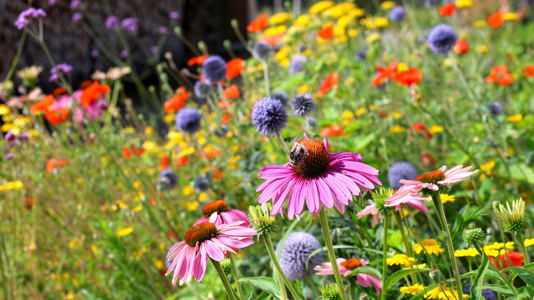 The flying insect you should avoid killing at all costs (& it's not a ...
