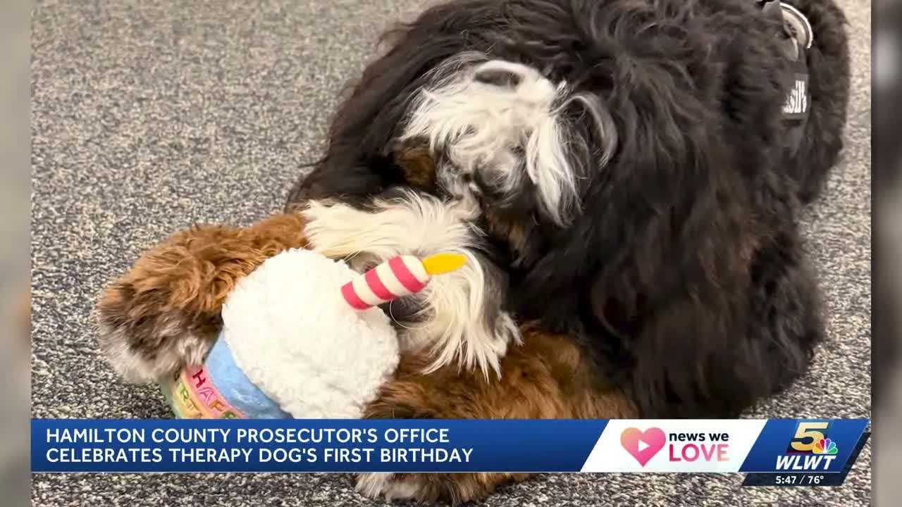 Hamilton County Prosecutors Office Celebrates Therapy Dog Basil's First ...
