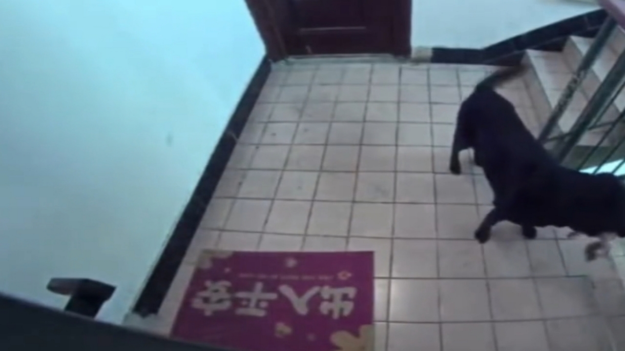 Patient labrador waits quietly outside apartment in Shanghai