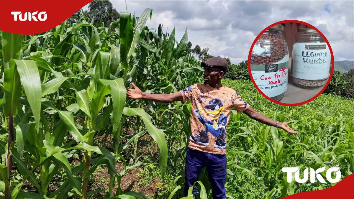 Farmers in Nakuru embrace indigenous seeds as climate change challenges ...