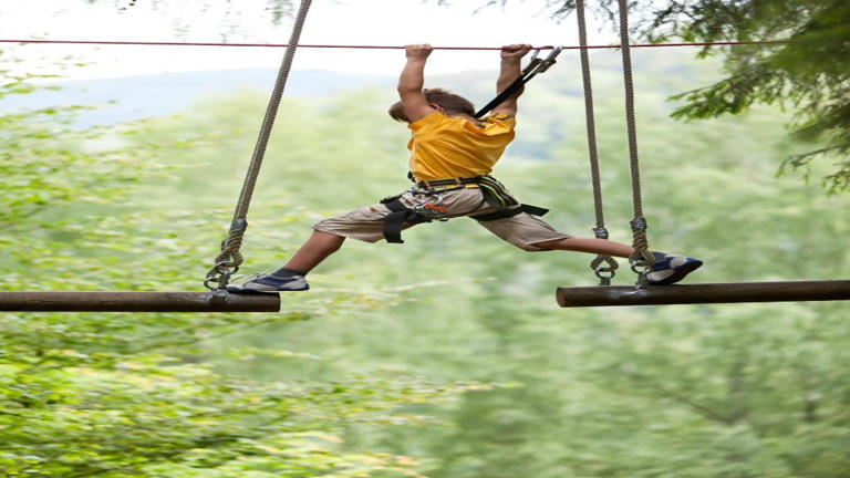 Before Playgrounds Took Over: Why Climbing Trees Was One of Childhoods ...
