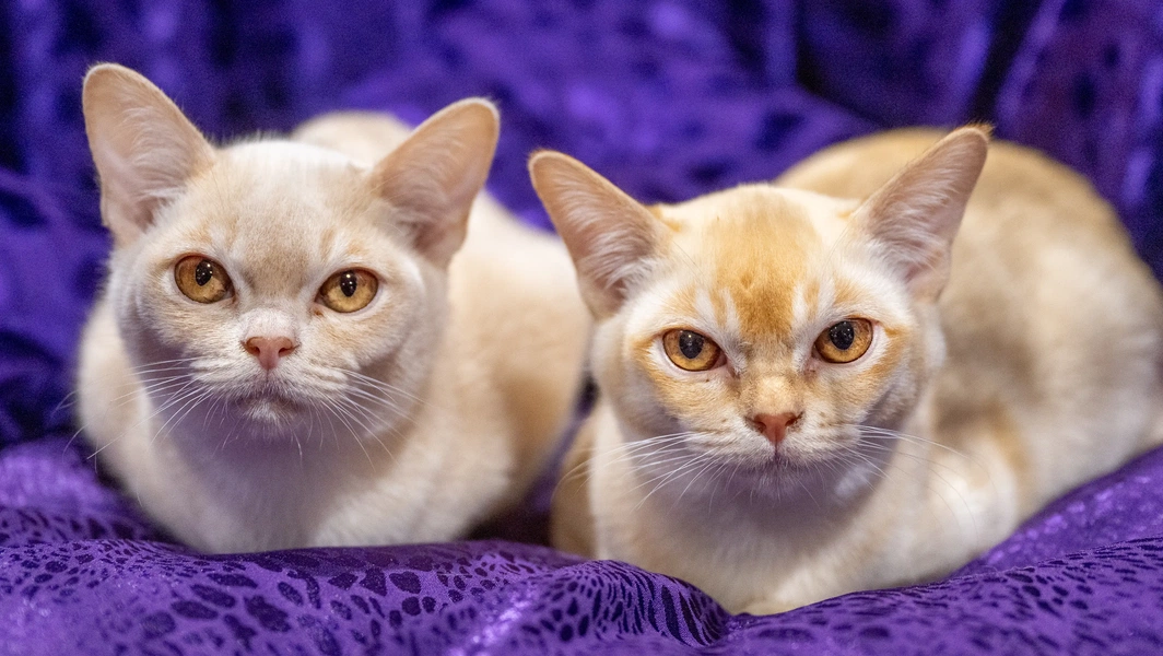 8 cat breeds known for exceptional longevity