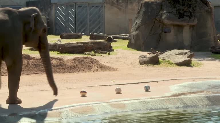 Elephant oracle Tarak predicts another German World Cup win