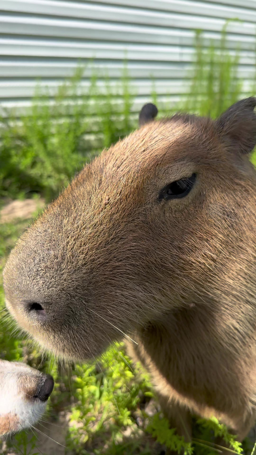 Cute Animal Socialization Capybara And Dog Heartwarming Moment