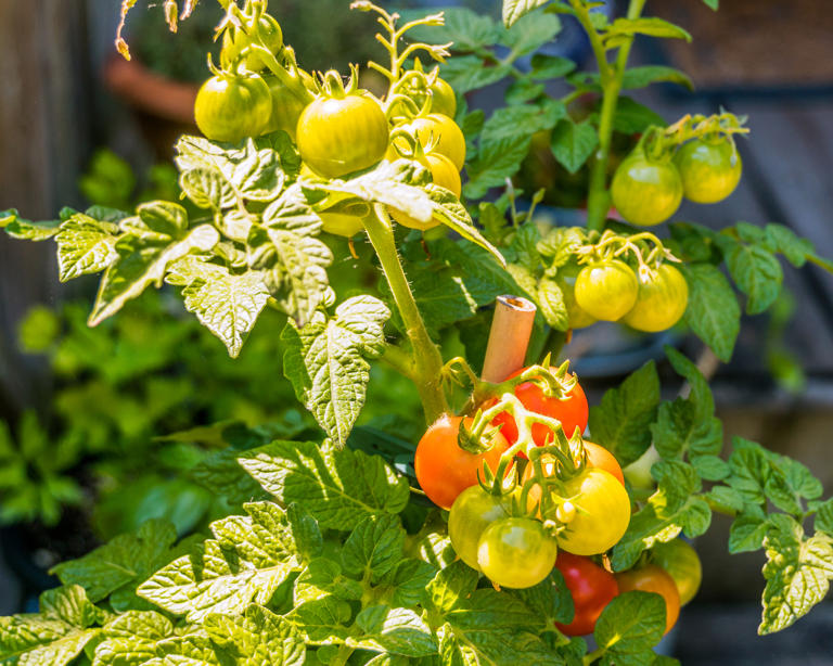 Keep tomato plants producing all summer with my 5 pro growing tips
