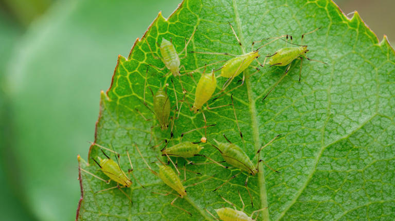 The flying insect you should avoid killing at all costs (& it's not a ...