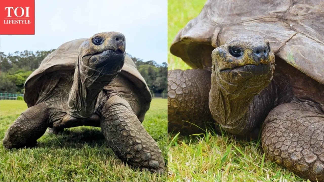 Why travellers are flocking to see Jonathan, the 194-year-old tortoise ...