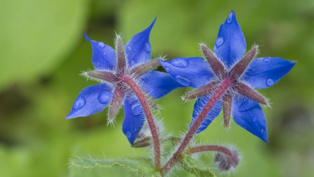10 ideal companion plants for pineapple sage
