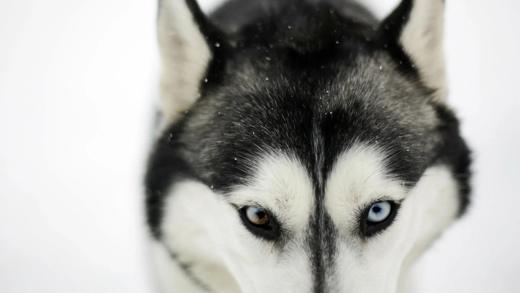 13 hardy dog breeds shaped by extreme environments